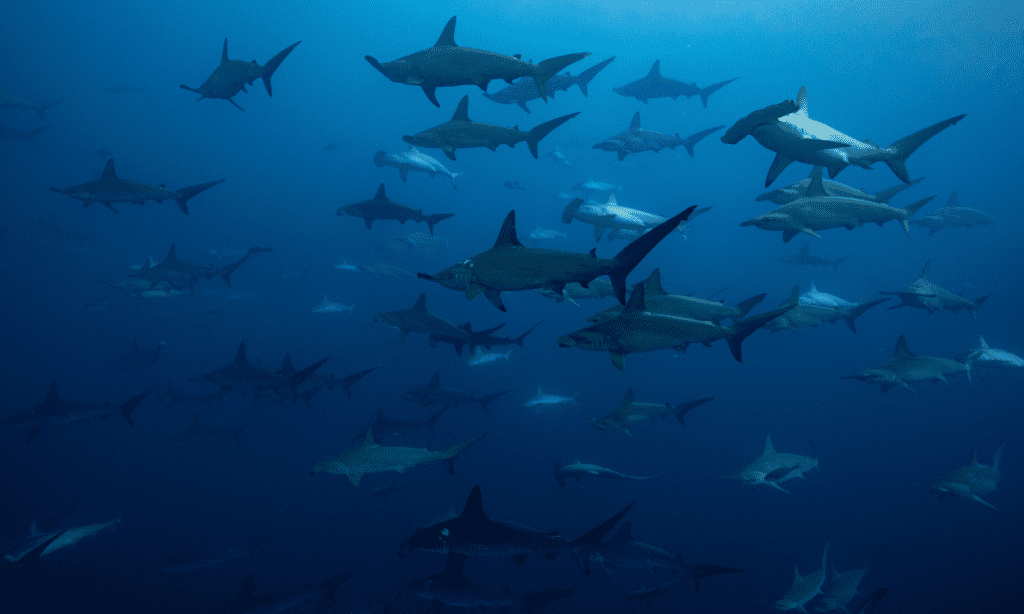 Protecting Sharks in the Galapagos - Galapagos Sky