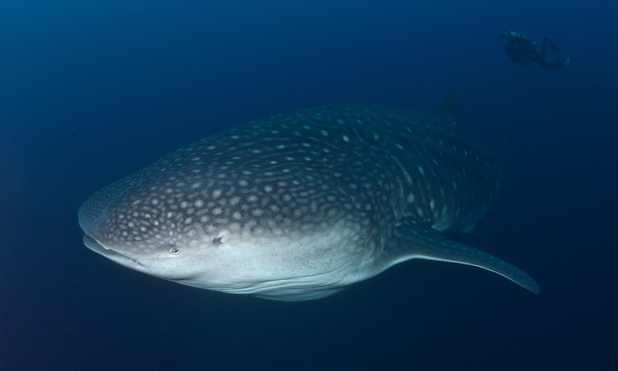 Protecting Sharks in the Galapagos - Galapagos Sky